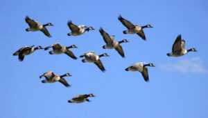 Ontario's Epic Bird Highway: When and Where to See Massive Migrations ...
