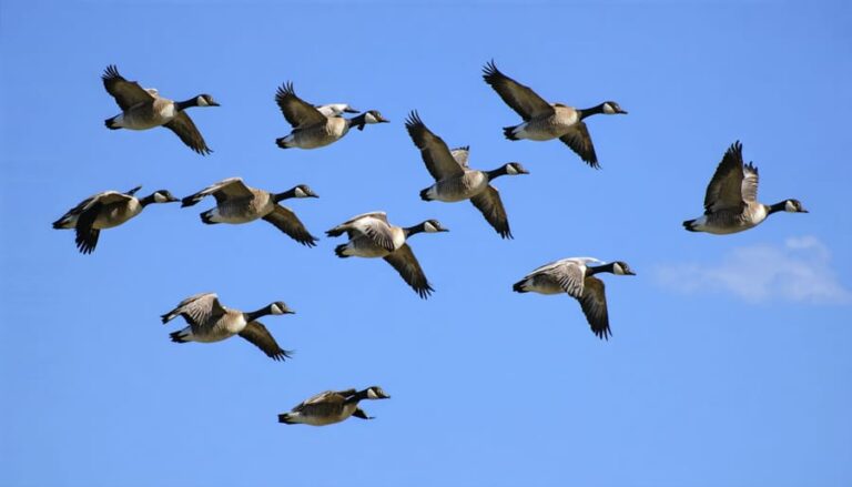 Ontario's Epic Bird Highway: When and Where to See Massive Migrations ...