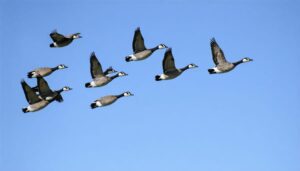 When Canadian Geese Take Flight: Your Front-Row Seat to Ontario's Most ...