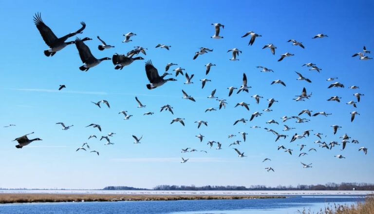 Ontario's Epic Bird Highway: When and Where to See Massive Migrations ...